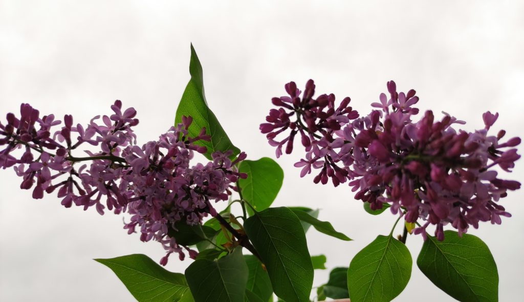 Jorgovan drvo koje je blagosloveno da uvek bude lepo i mirisno ...