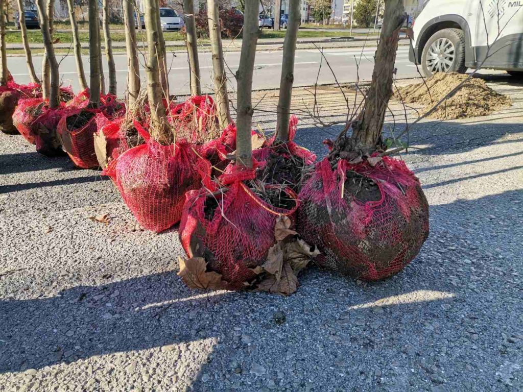 A od Millennium tim - a 40 platana - Vranjski online magazin VOM