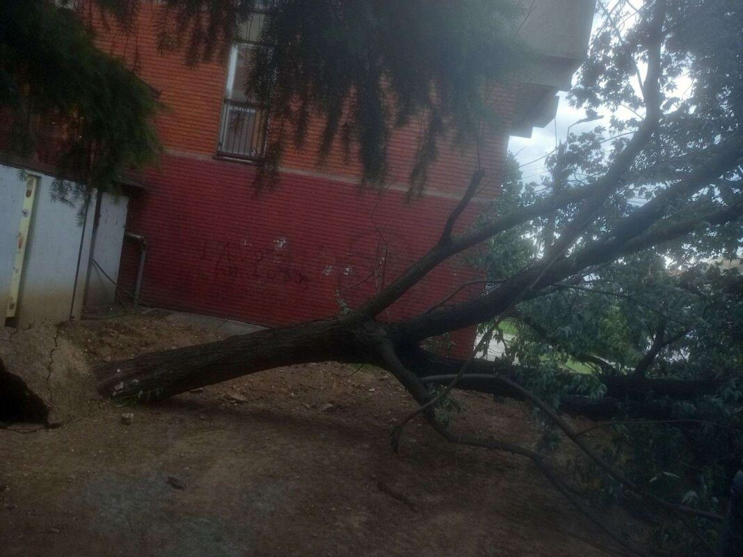 Vetar oborio drvo koje je palo na kiosk - Vranjski online magazin VOM