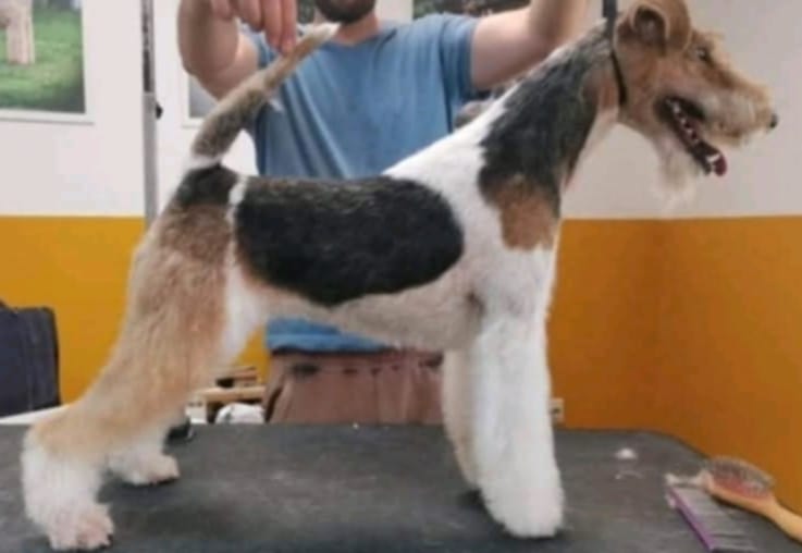 Nestao pas Foks terijer - Vranjski online magazin VOM